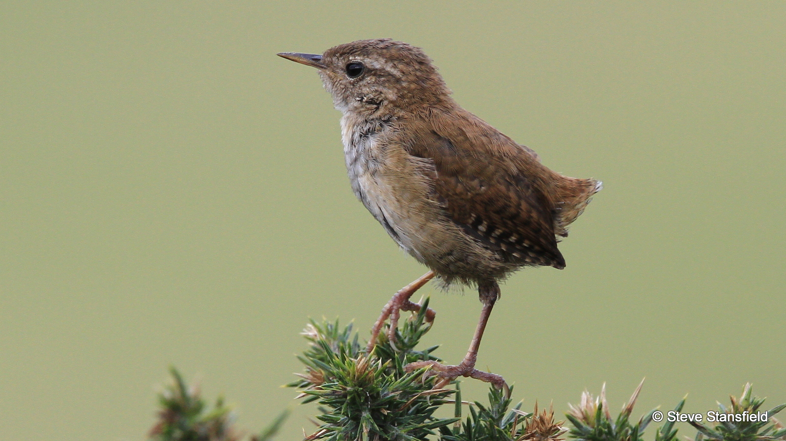 We Bird North Wales: Migrant Wren??