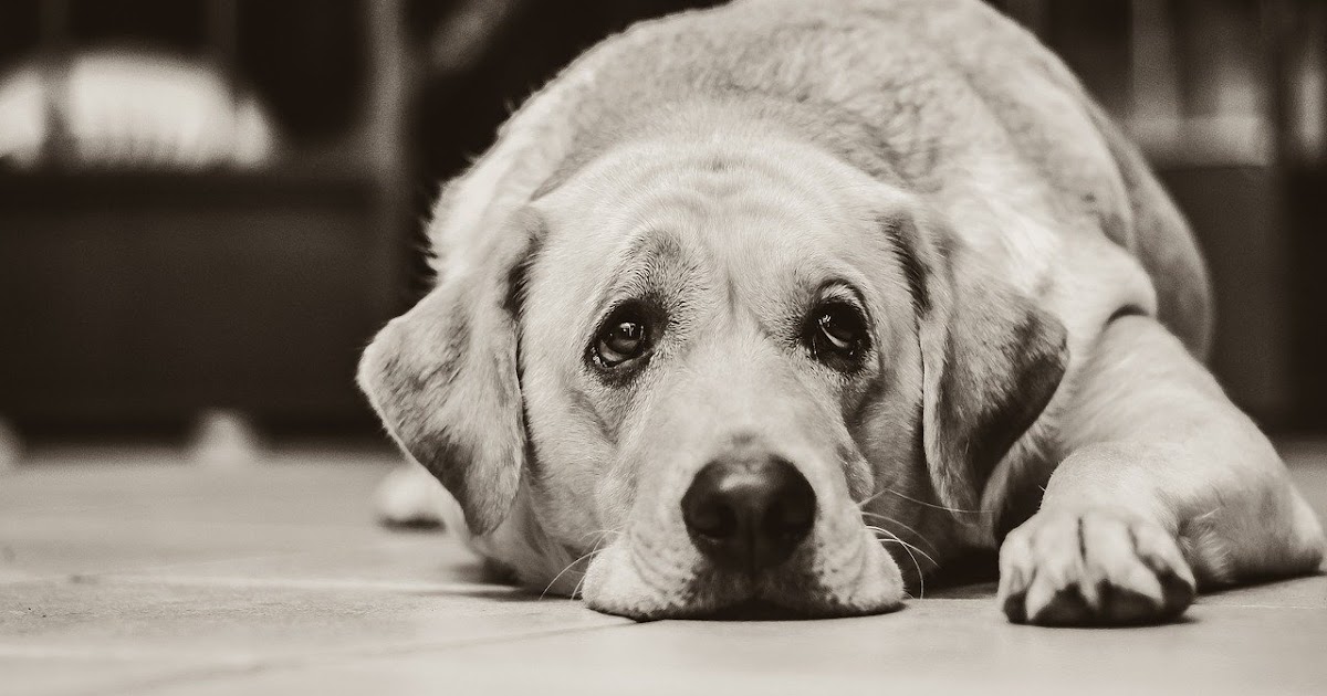 Signs That Your Dog Is Dying Of Old Age signs-that-your-dog-is-dying-of-old-age