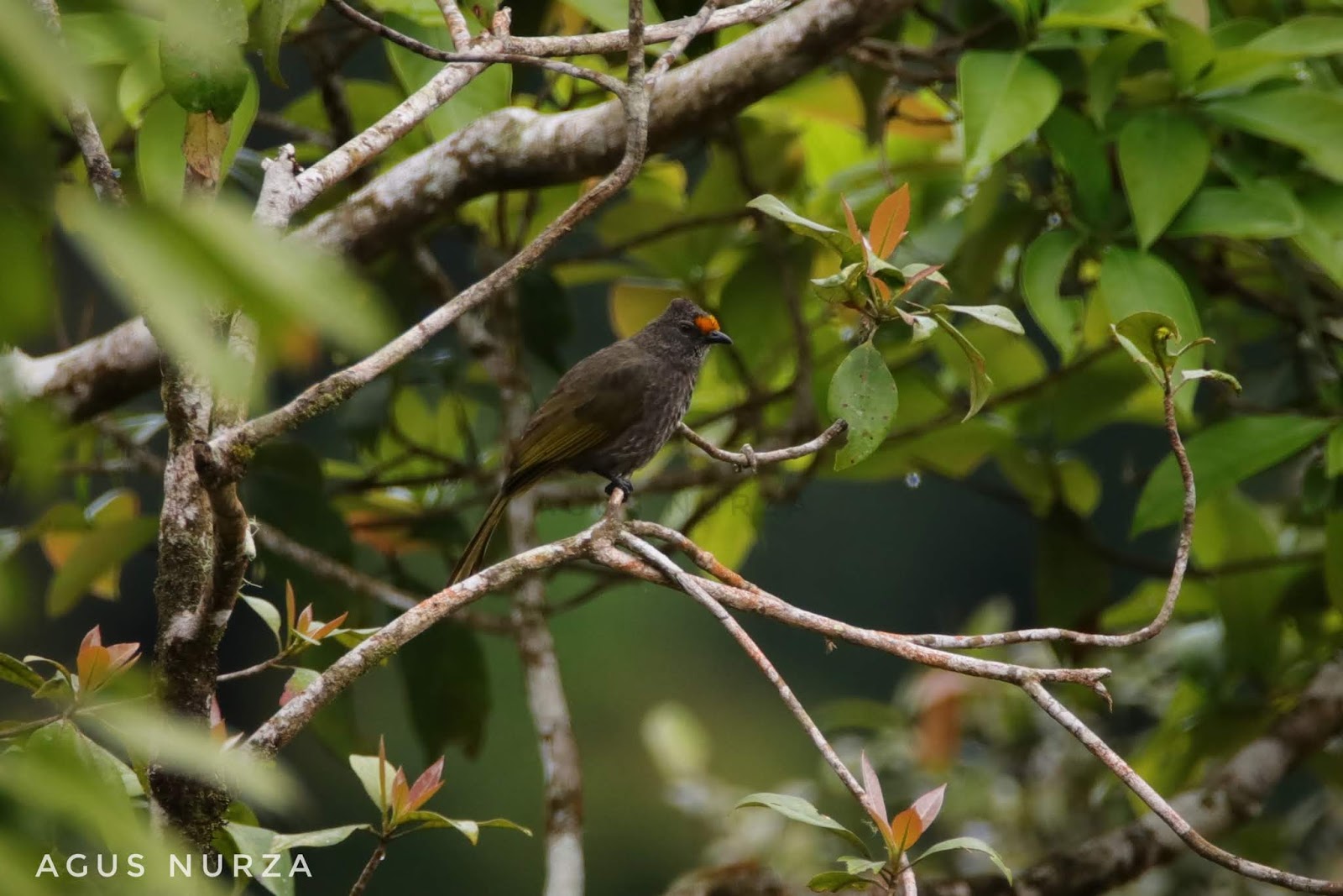 Birding Sumatra