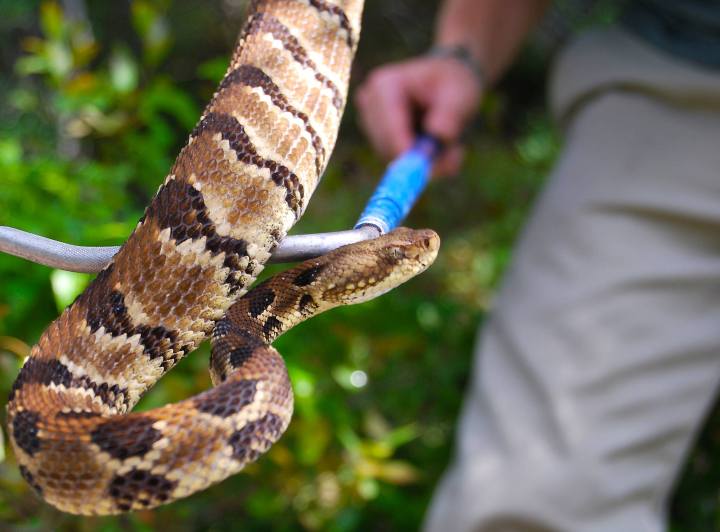 Strike, Rattle, & Roll: GPS My Rattlesnake: A New and Exciting Research ...