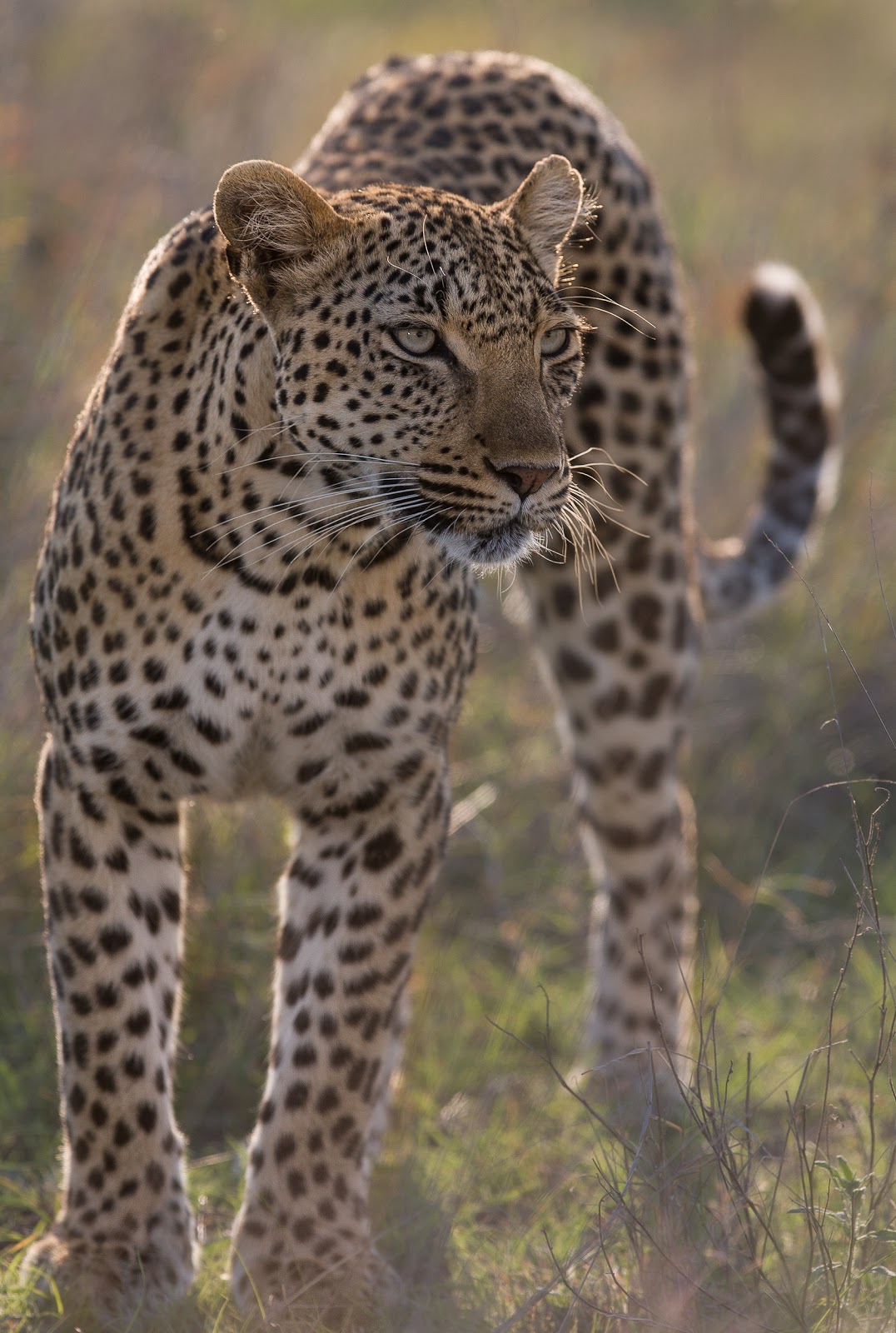 Wonder Trove: Animals