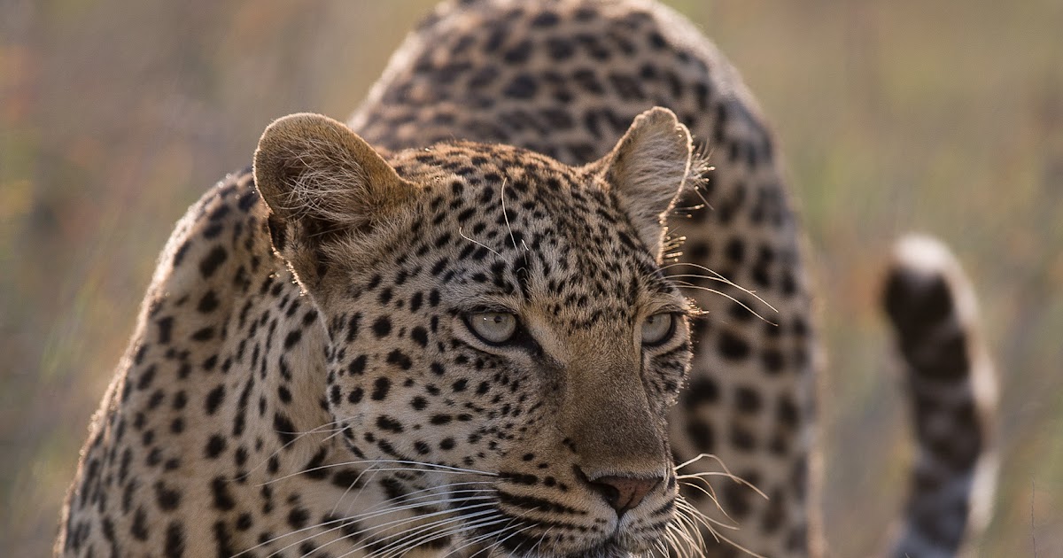 Wonder Trove: Animals