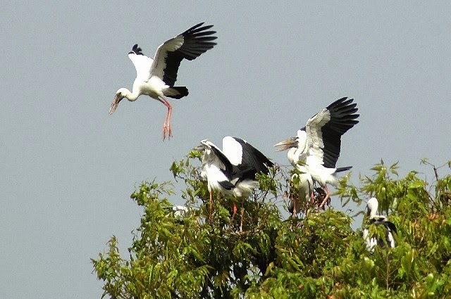 Pashudhan and Animal Science : The Siberian crane – Migratory bird
