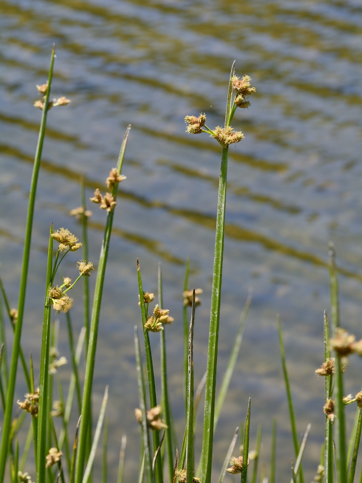 Dias com árvores: Bunho triangular