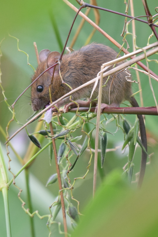 Singapore Wild Animals: Rodents