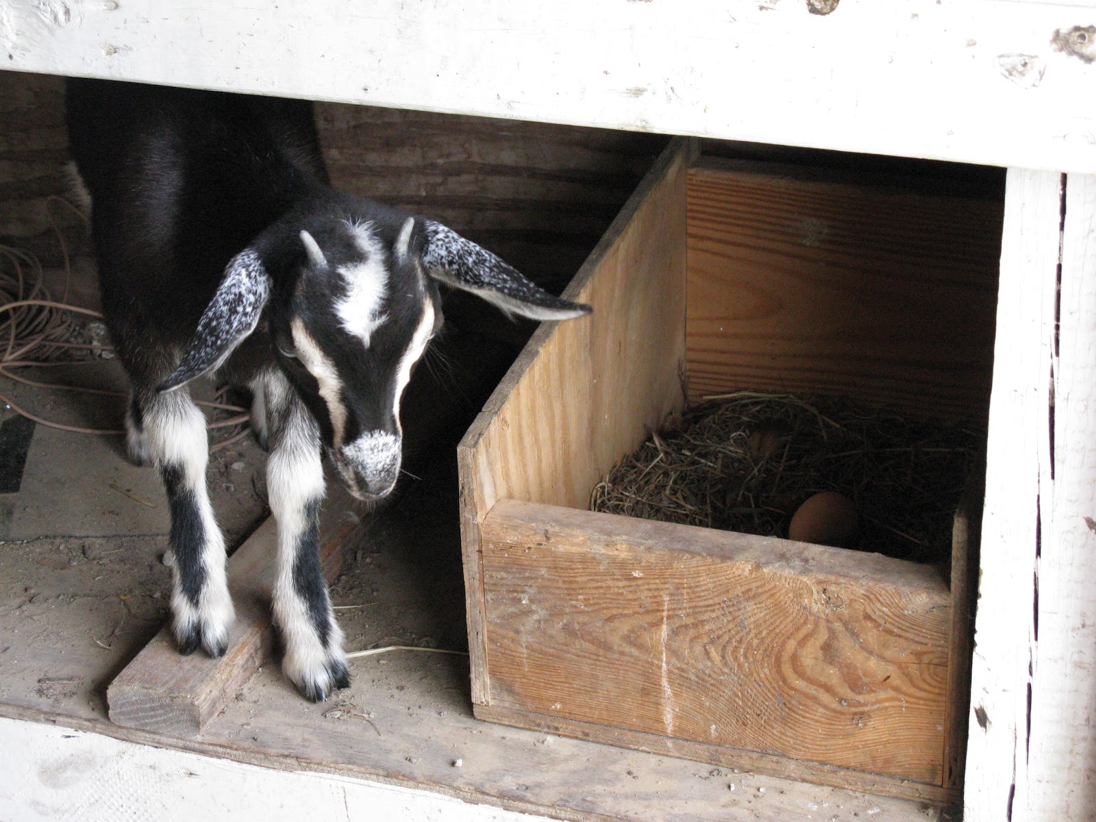 Goaty Goats! | Farmstead Adventures