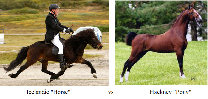 North Horse: Sam's Arrival: My Horse is in Love with a Midget (and What ...