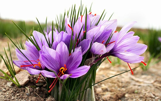 Gambar Bunga Indah dan Cantik | Kumpulan Gambar