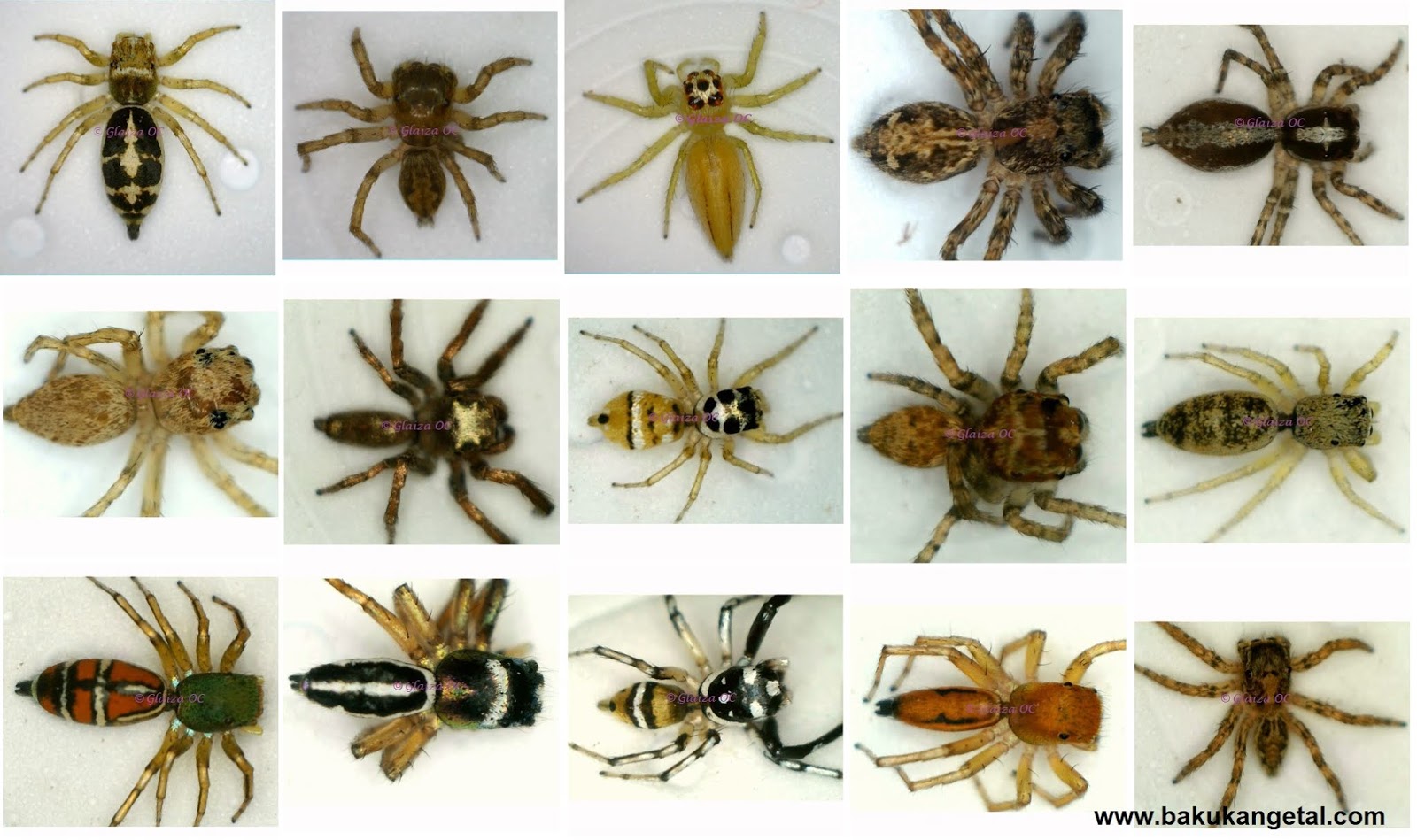 Bakukang, et al. Notes 02: Insects and Spiders in my backyard
