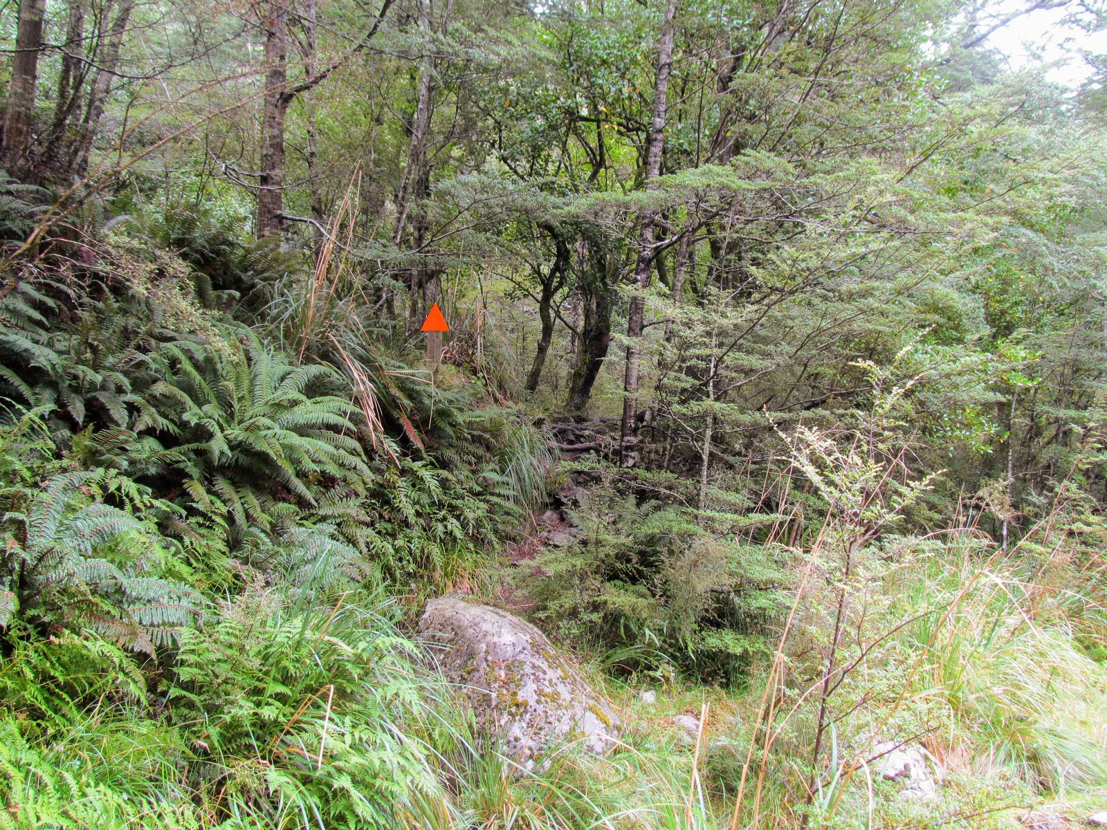 Tramping in the New Zealand backcountry: NZ Bush Adventures: Track ...