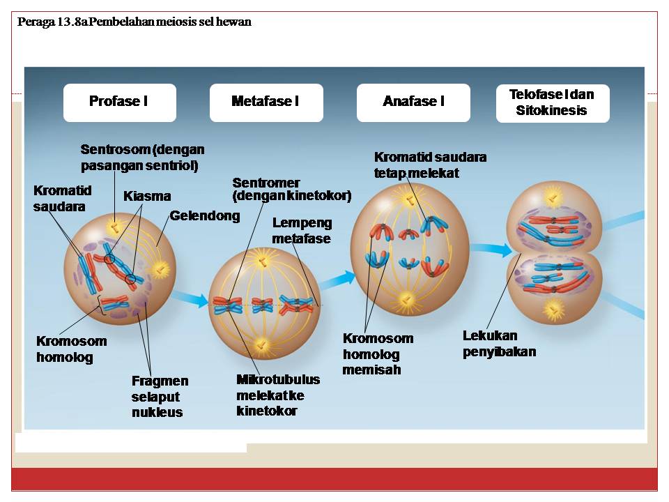 PEMBELAHAN SEL MEIOSIS - XII IPA 3