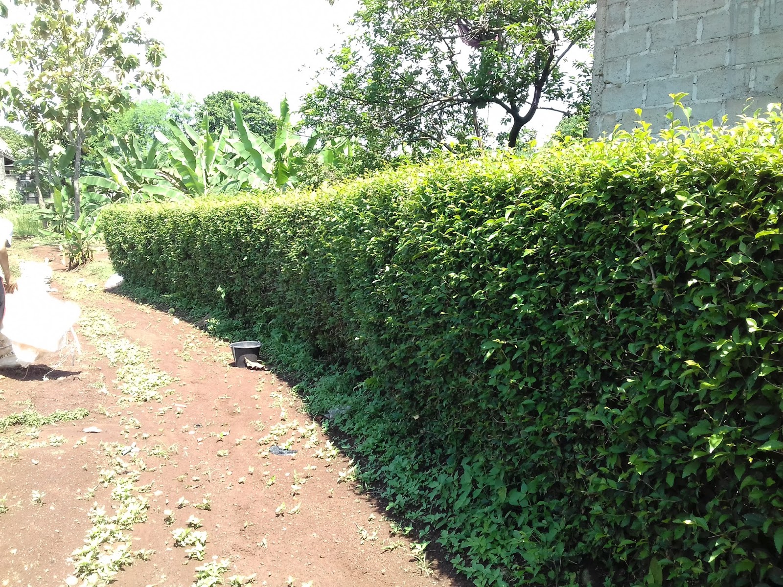 Trend Terbaru Tanaman Teh Tehan