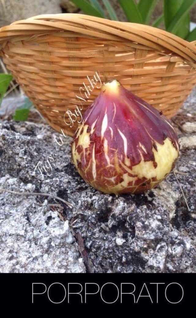 Seattle Garden & Fruit Adventures: Collecting the Rare Fig Varieties