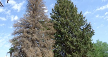 Nature Abhors a Garden: Dead Evergreens