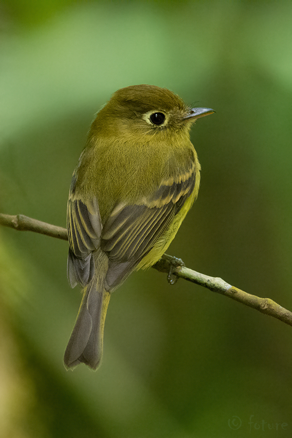 Foture: Keskameerika Salutikat, Empidonax flavescens, Yellowish Flycatcher
