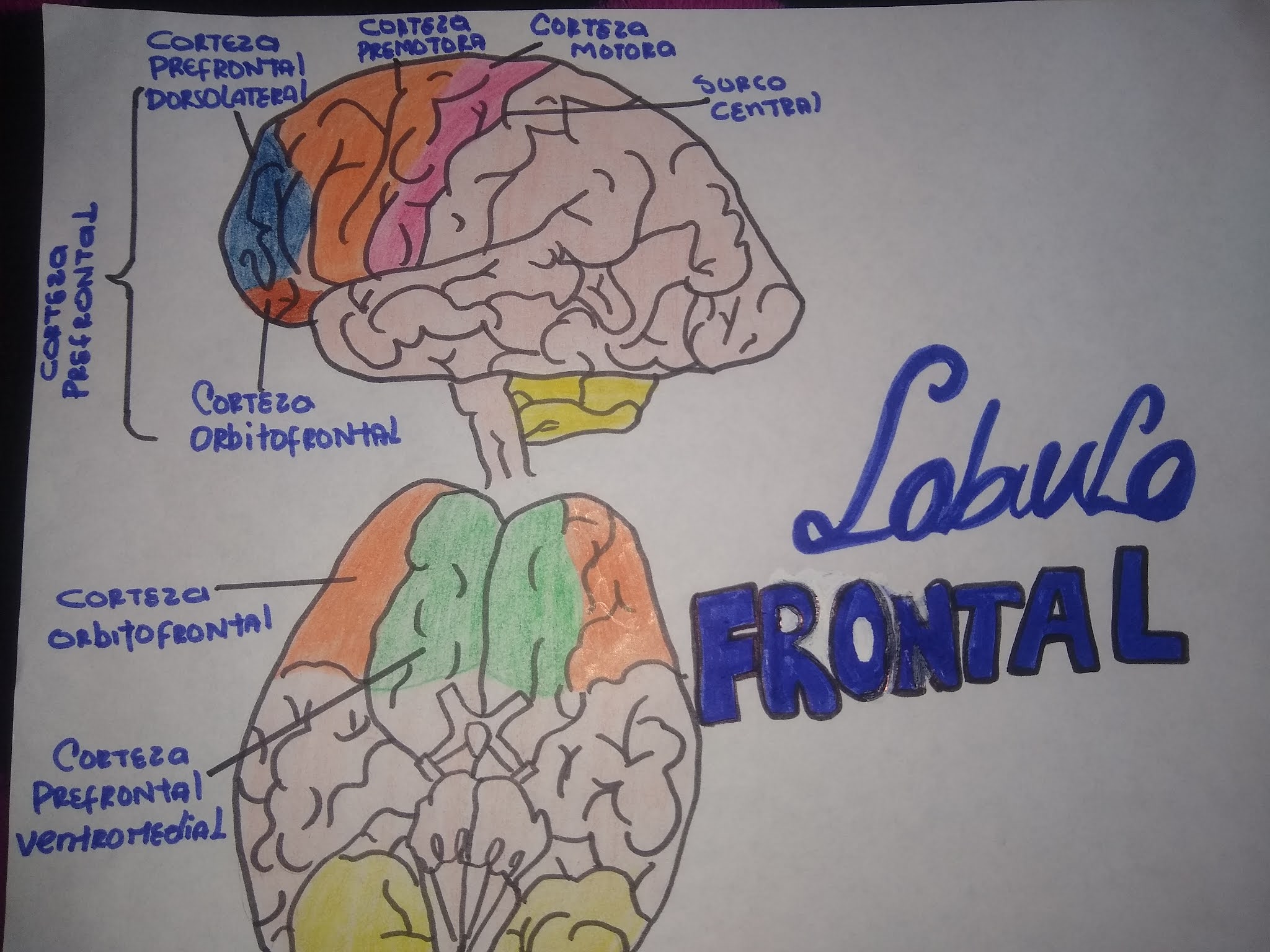 Tarea 2 - Corteza Cerebral y complejidad humana