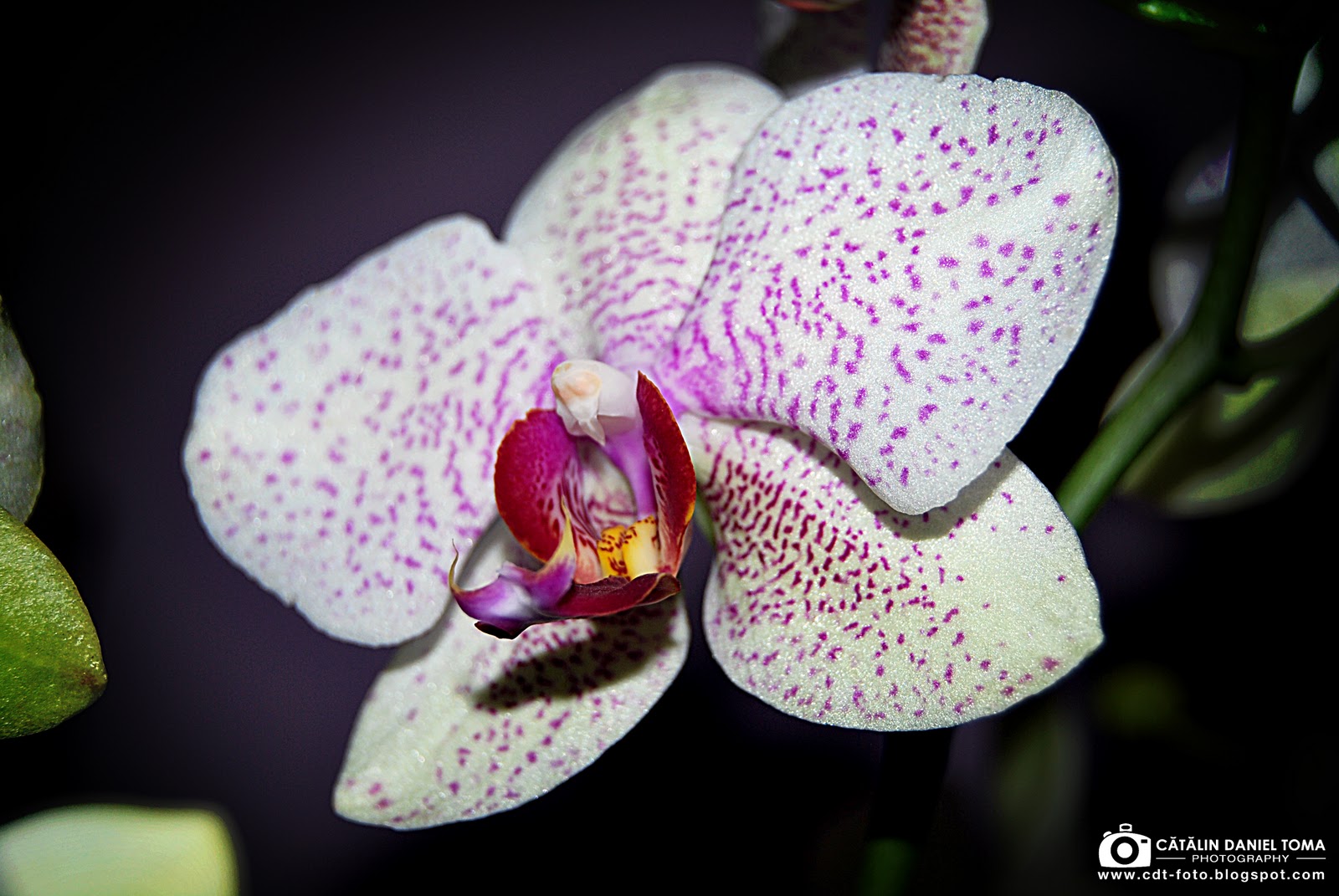 Catalin Daniel Toma Photography: Orhidee 2