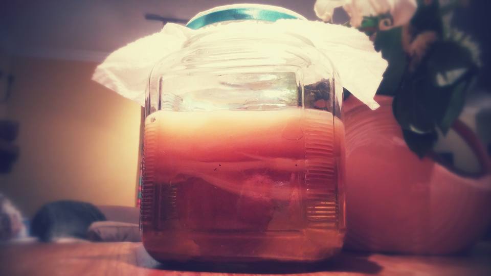 Great Scott: WHAT WE'RE MAKING? A MOTHER SCOBY FOR KOMBUCHA TEA
