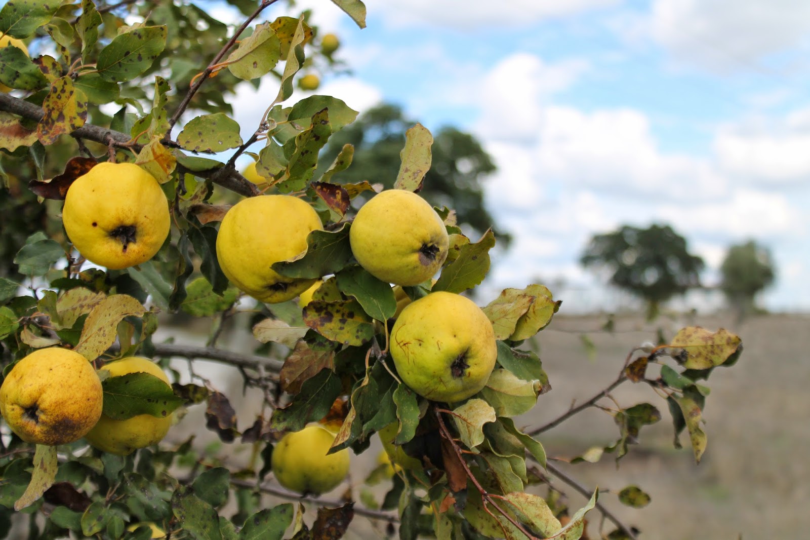O melhor Alentejo do Mundo: Marmelo cozido com noz