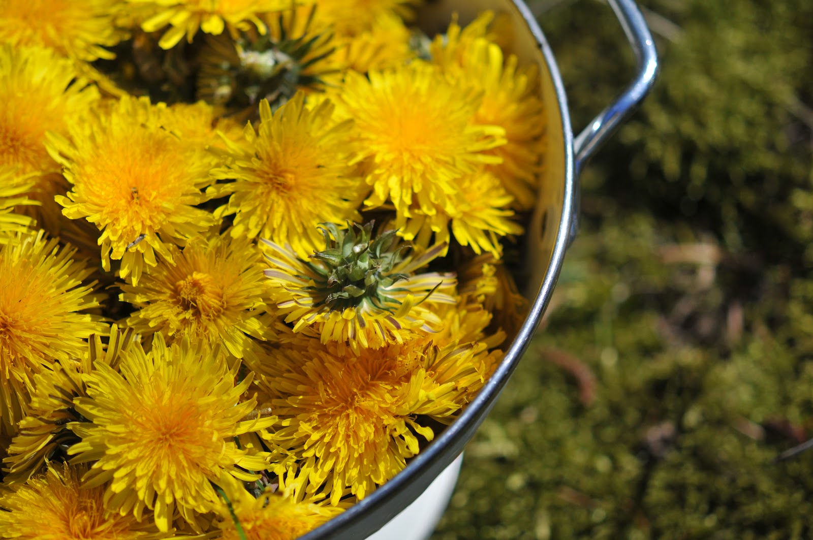domestic sensualist: cooking with dandelions