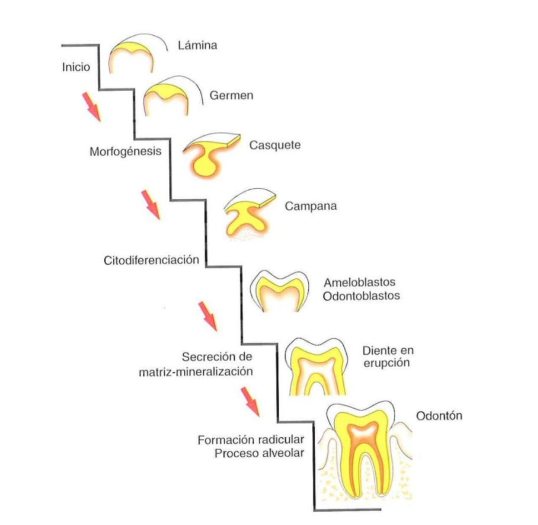 Odontogénesis
