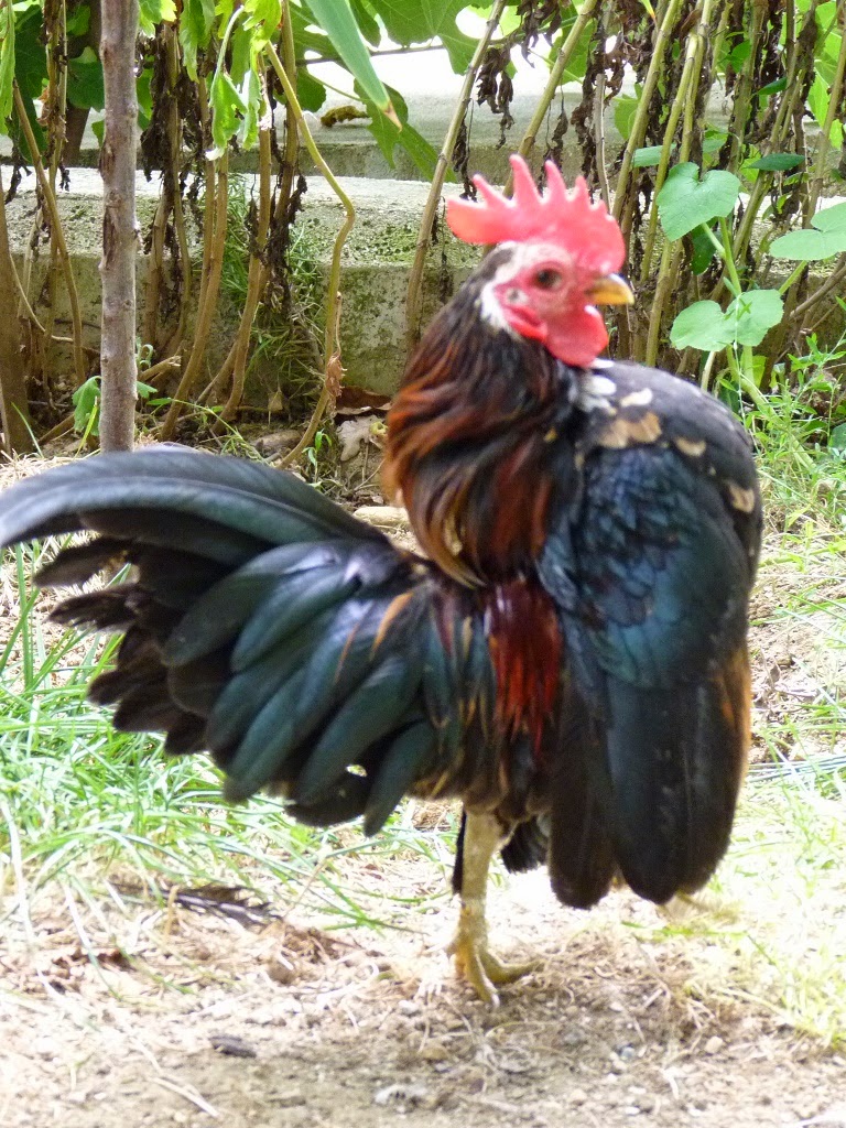 Serama - JungleKey.in Image