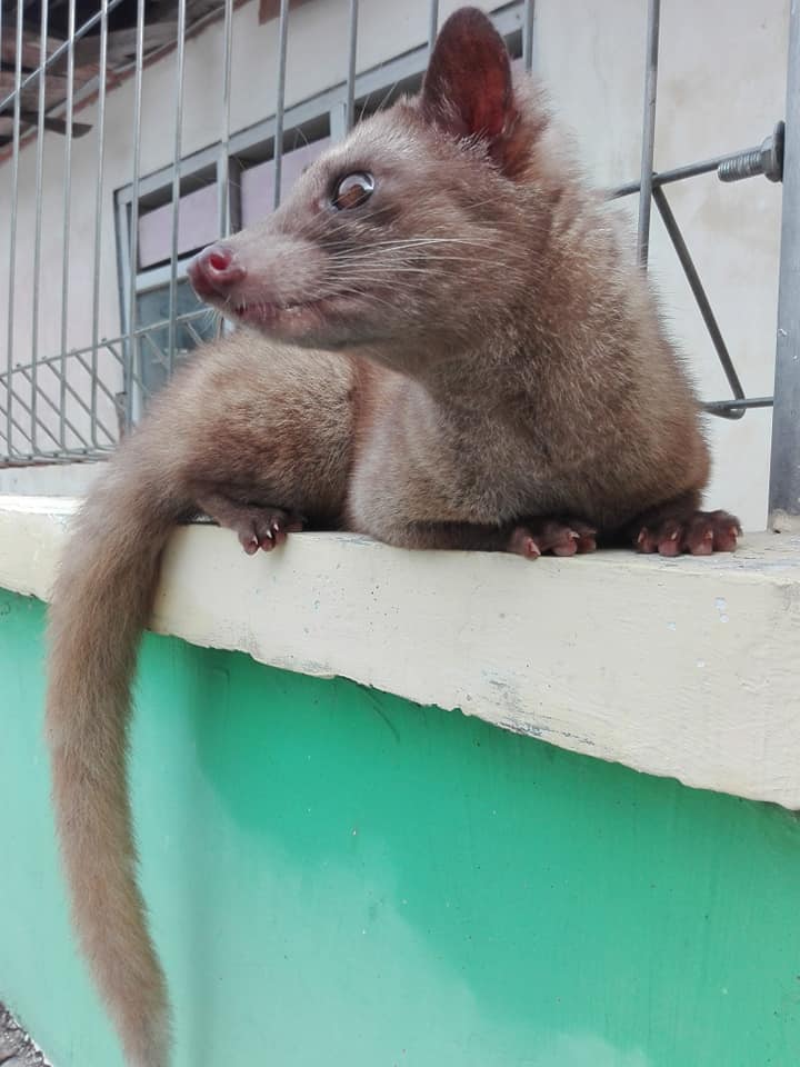 3 Jenis Musang Bali dan Perbedannya dengan Musang Lombok - IDNFARMERS
