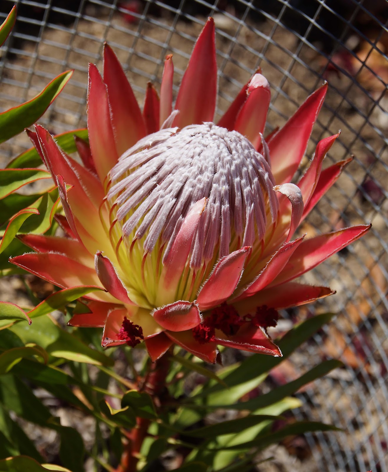This Protea Is Prettier Than That Other Protea