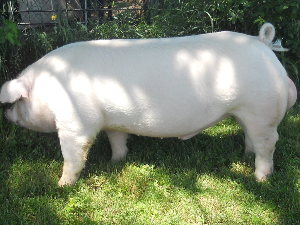 Razas de Cerdos - Chesterwhite