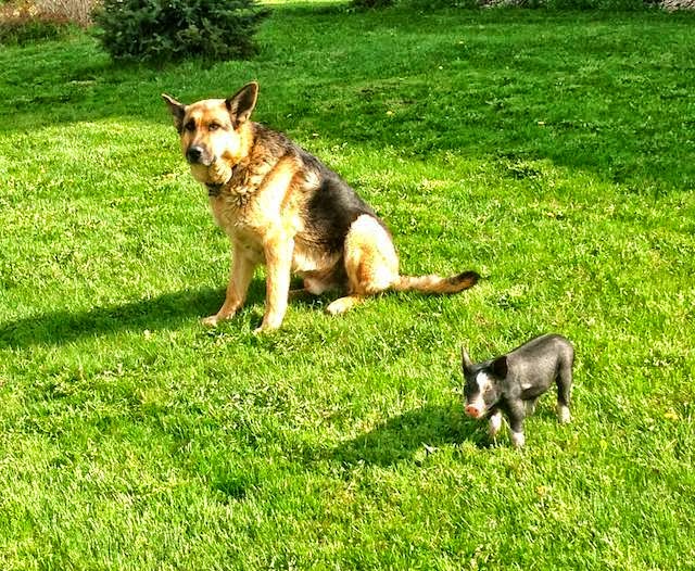 Conoce a Duke, el perro que se convirtió en el padre adoptivo de Sophie ...