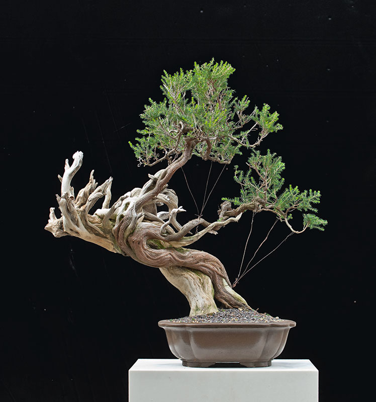 Walter Pall Bonsai Adventures: New Erica