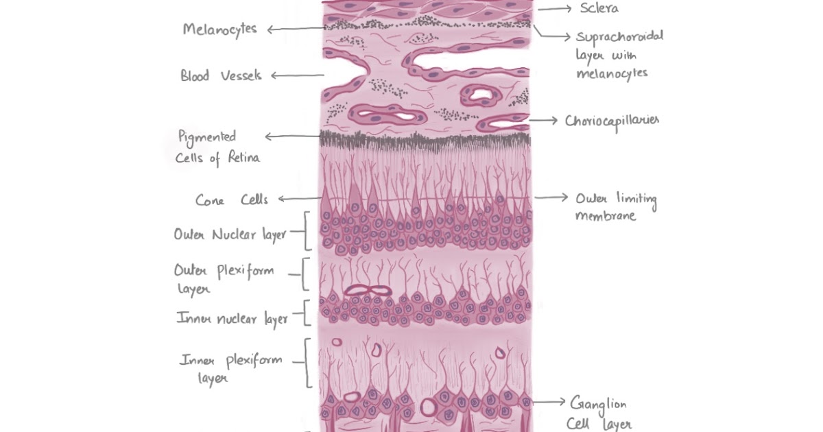 Layers of Choroid and Retina