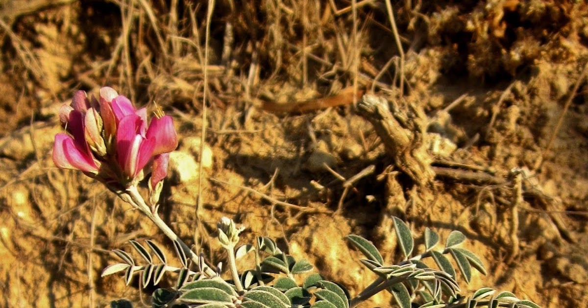 Biodiversity of Cyprus by NGO Protection of the Natural Heritage and ...