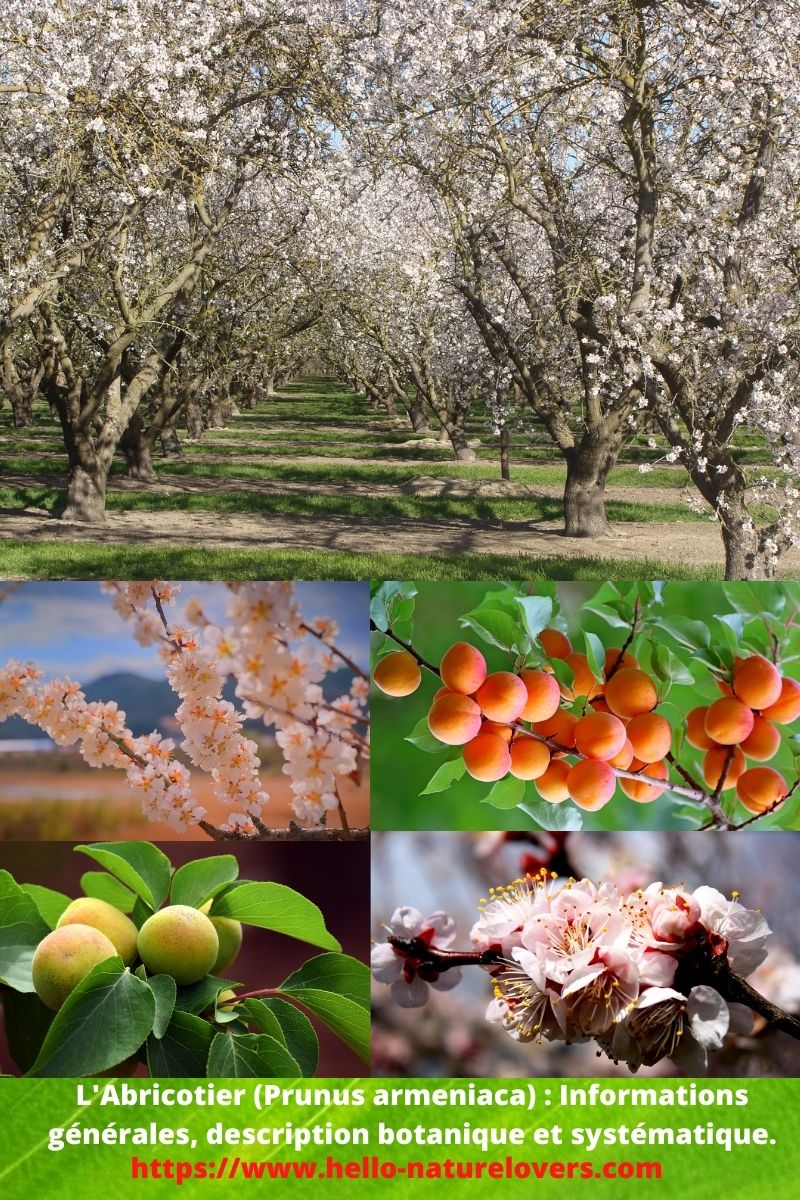 L'Abricotier (Prunus armeniaca) : Informations générales, description ...