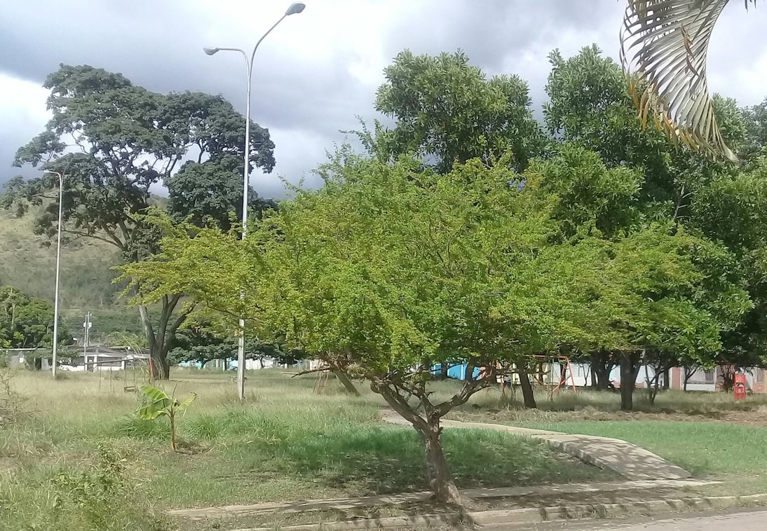 Guayana: Eje Sur Upata Santa Elena de Uairén: Arboles de Upata ...