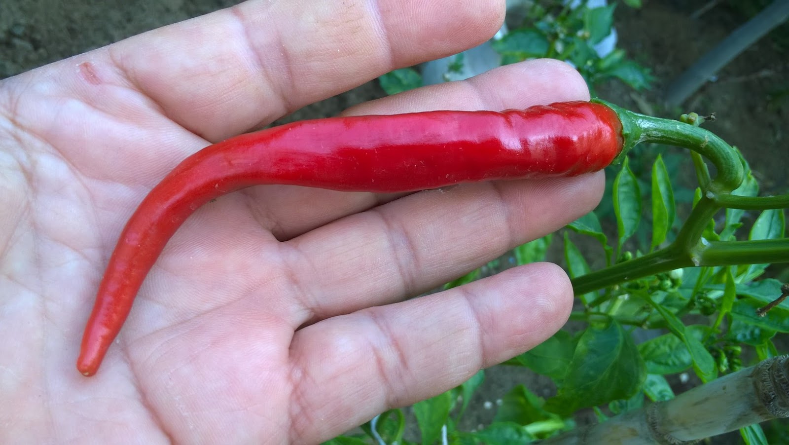 History Of Chili Peppers