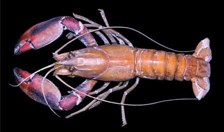 Cherax Sp Red Brick ~ Crayfish | Crawfis | Huna | Lobster Galery