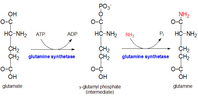 Getting to Know Your Amino Acids: Glutamine