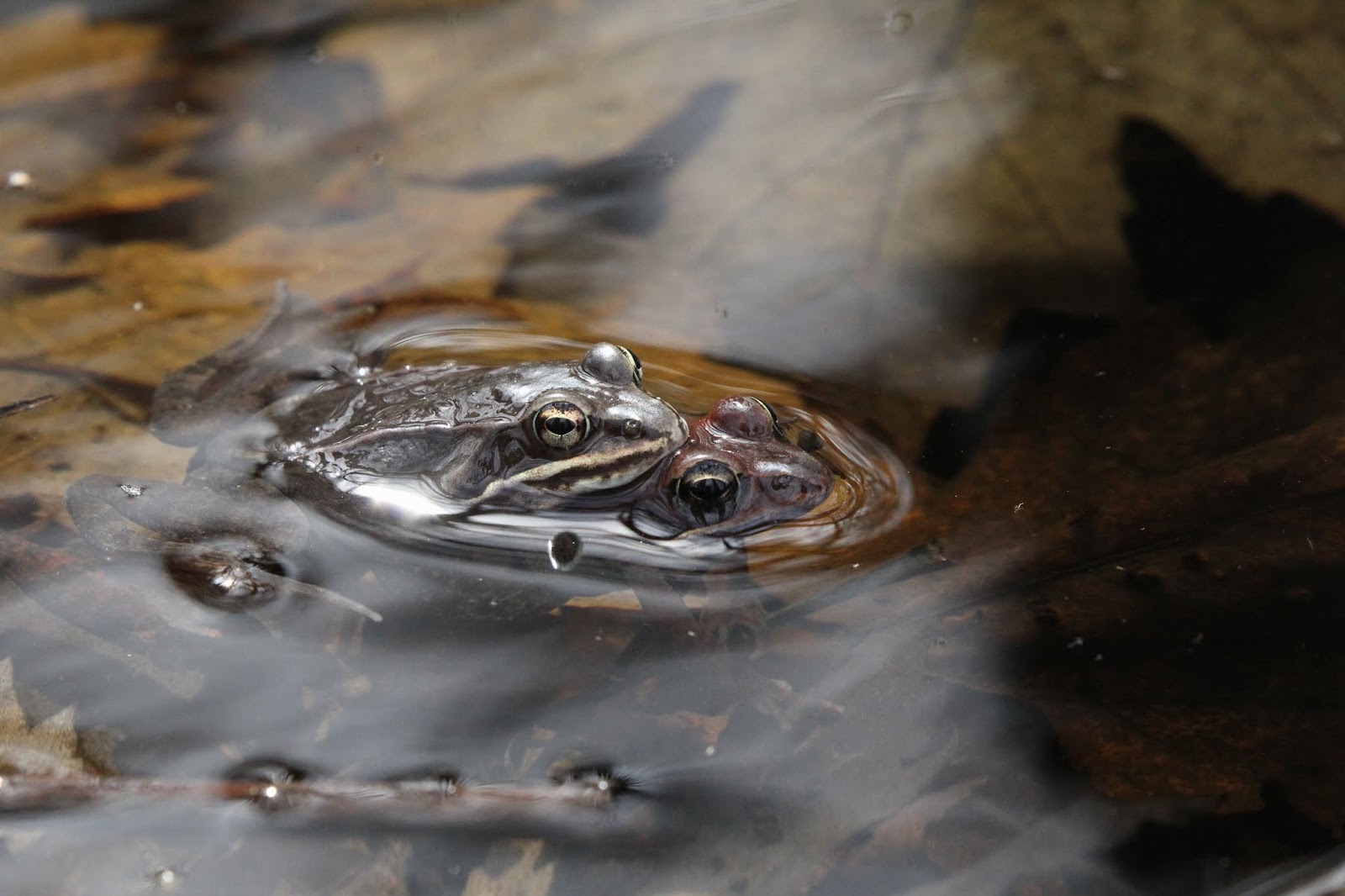 Isabella Conservation District Environmental Education Program: Wood ...