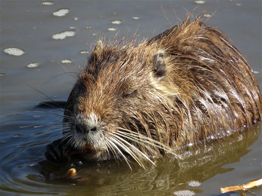 The Natural Stone: Coypu