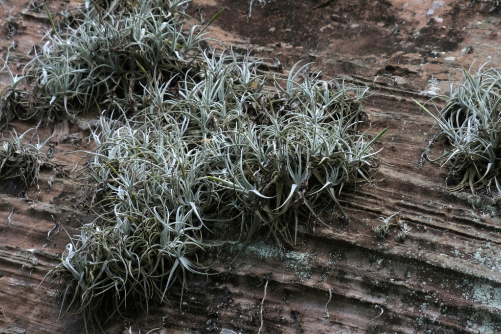 Tillandsia xiphioides care and culture | Travaldo's blog