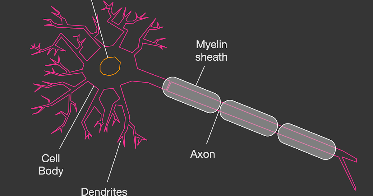 Dr. Bob's Cog Blog: How To Grow a Third Arm: Neuroplasticity, Synaptic ...