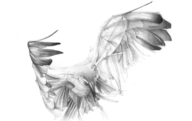 Aves bocetos - Imagui