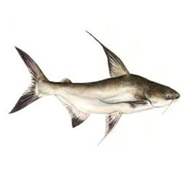 Paroon Sharks Guide: About Paroon Sharks