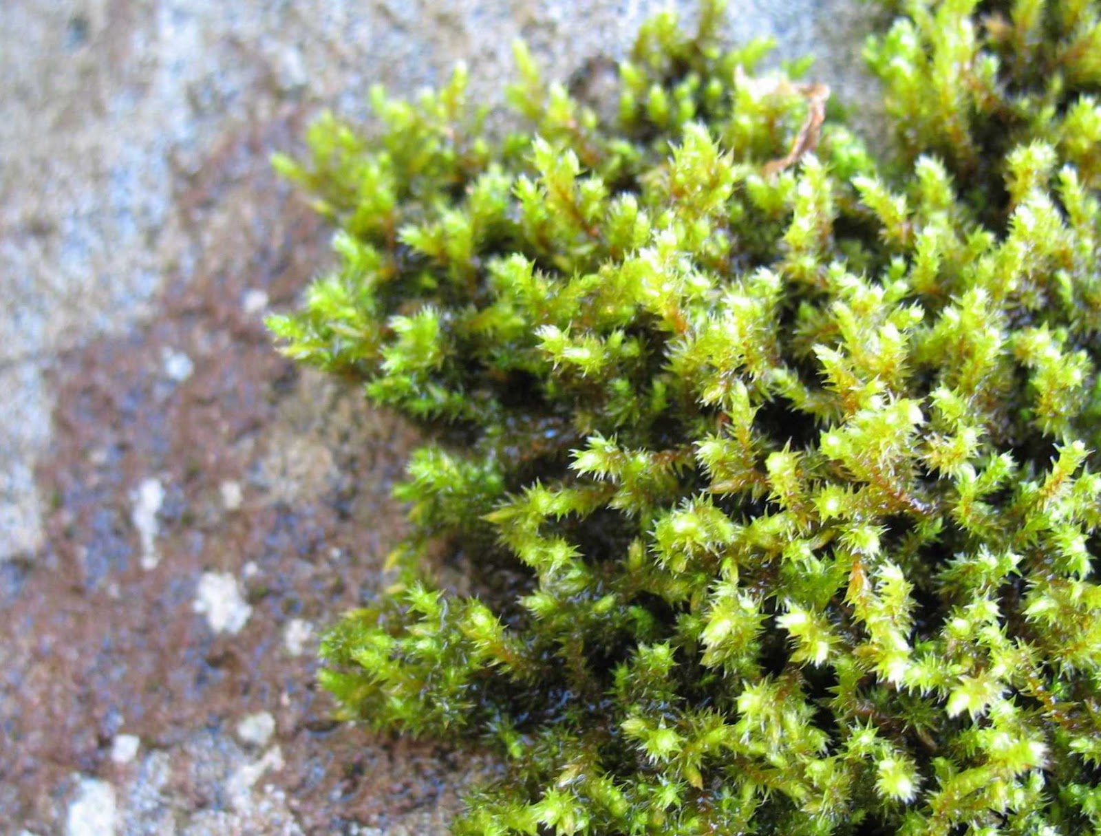 Using Georgia Native Plants: Marvelous Moss