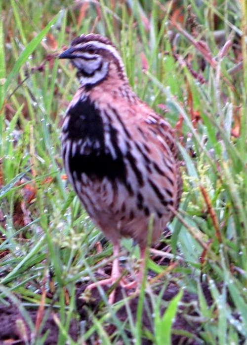 Indian Quail Bird