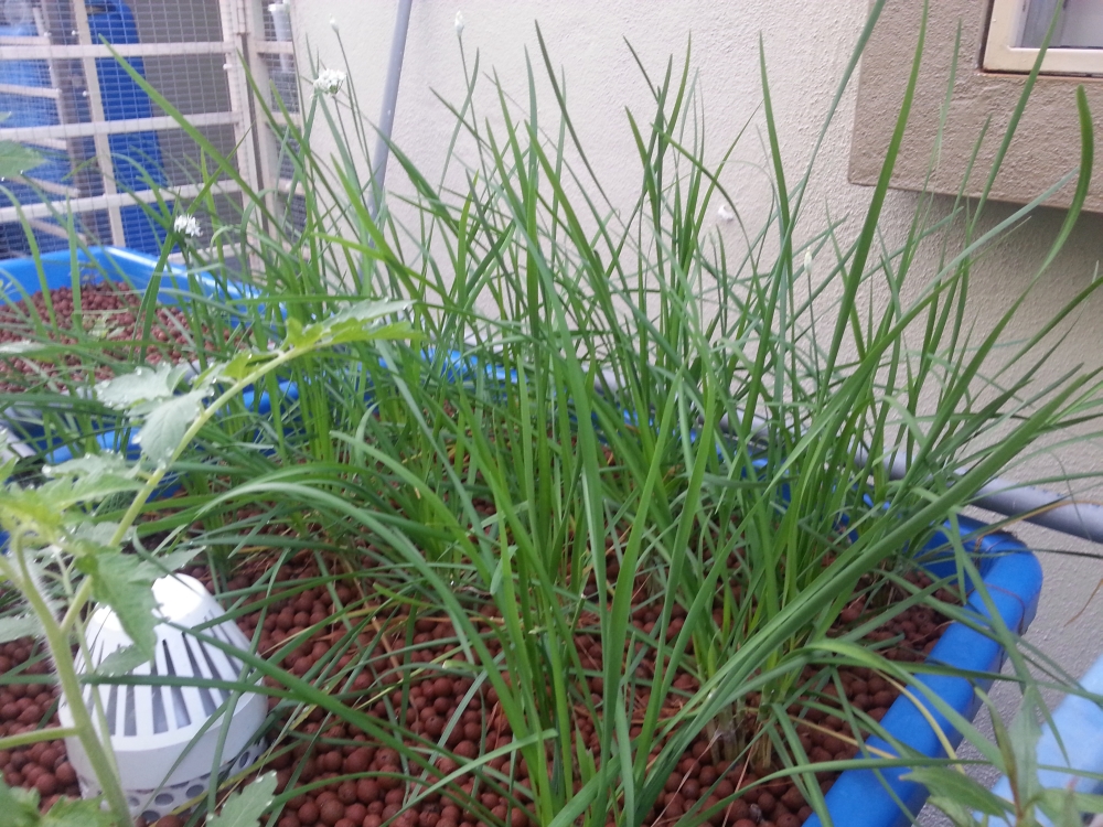 Affnan's Aquaponics: Kuchai - Chinese Chives