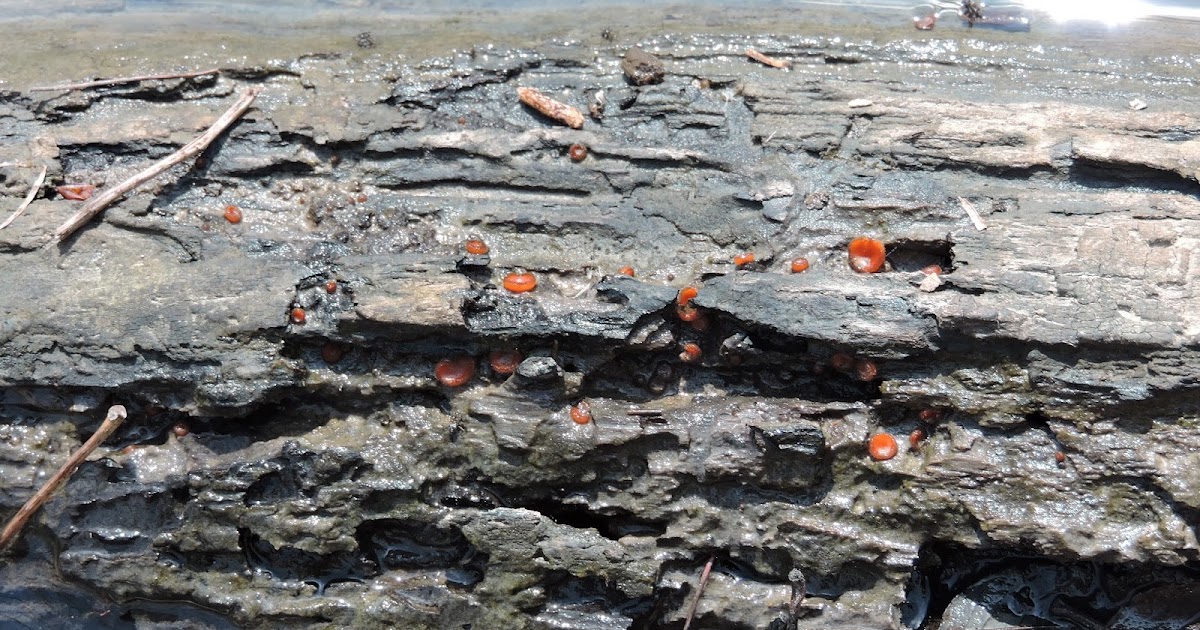 Springfield Plateau: Bumps on a Log