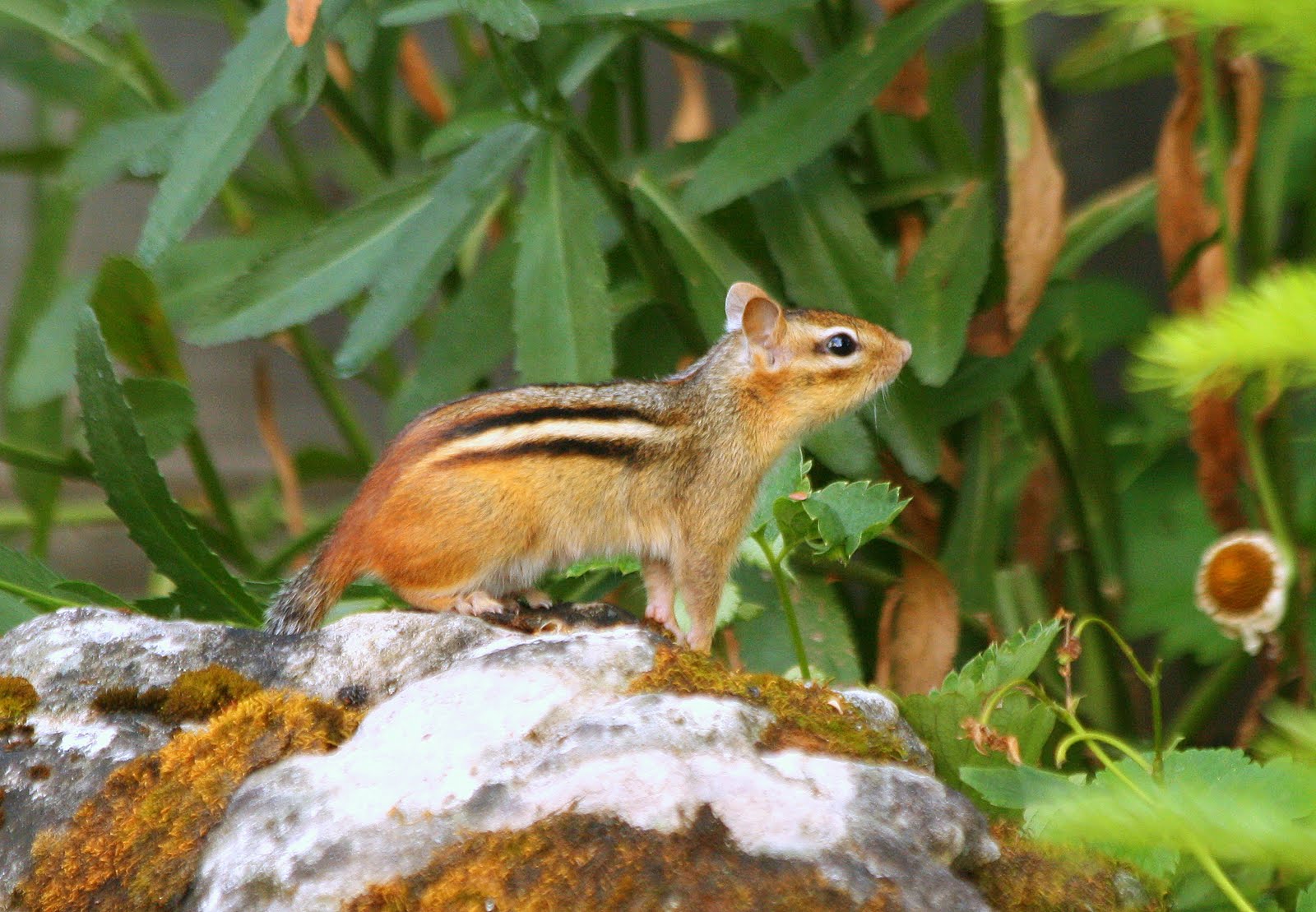 Eastern Chipmunk - Travels With Birds