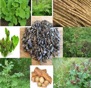 Medicinal Plants in India: Japanese gobo plant